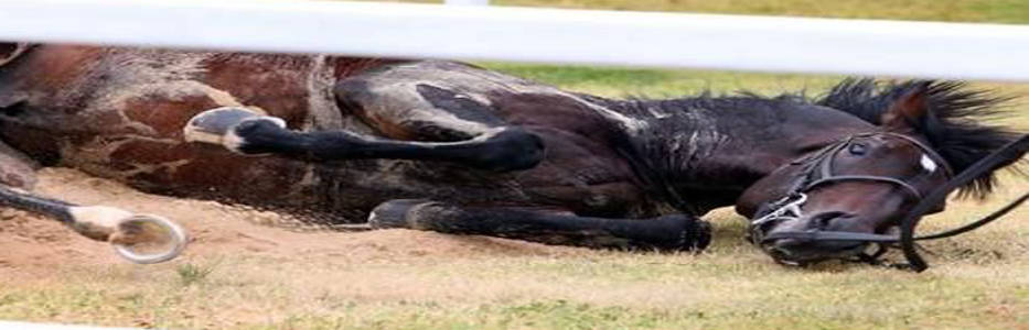 Female trackwork rider suffers spinal injuries after fall | OHS Daily News