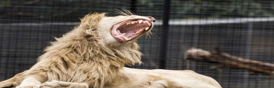 Zoo lion attack leaves zookeeper in critical condition | OHS Daily News