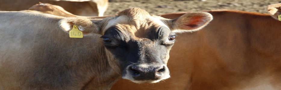 Woman hospitalised after brutal cow attack in Sydney west | OHS Daily News